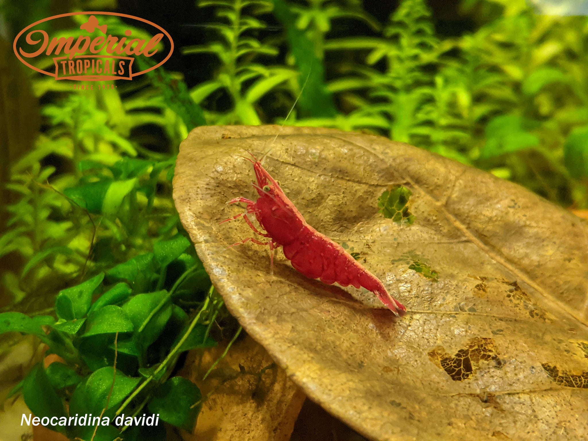 Sakura Grade Cherry Shrimp (Neocaridina davidi) - shop Imperial Tropicals
