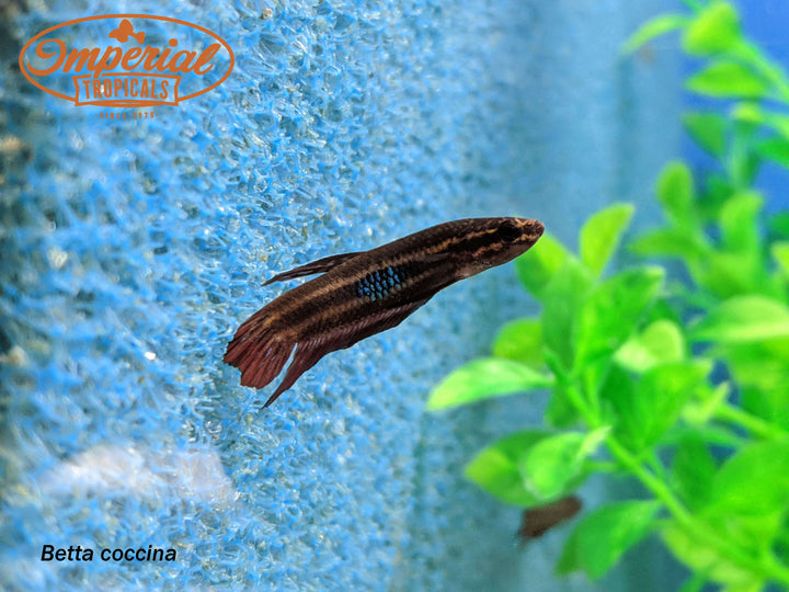 Labyrinth fish – Imperial Tropicals