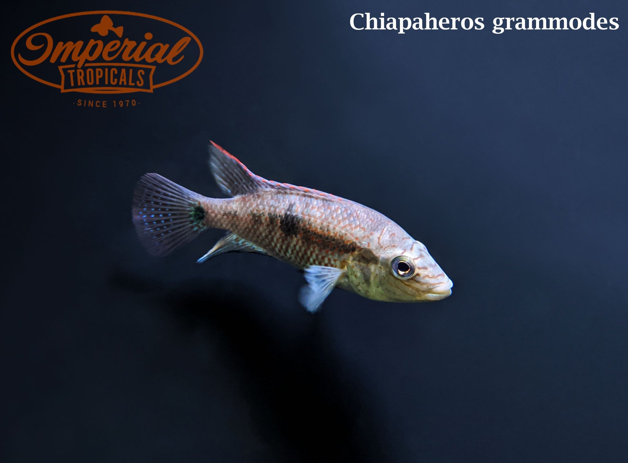 Sieve Cichlid (Chiapaheros grammodes) - shop Imperial Tropicals