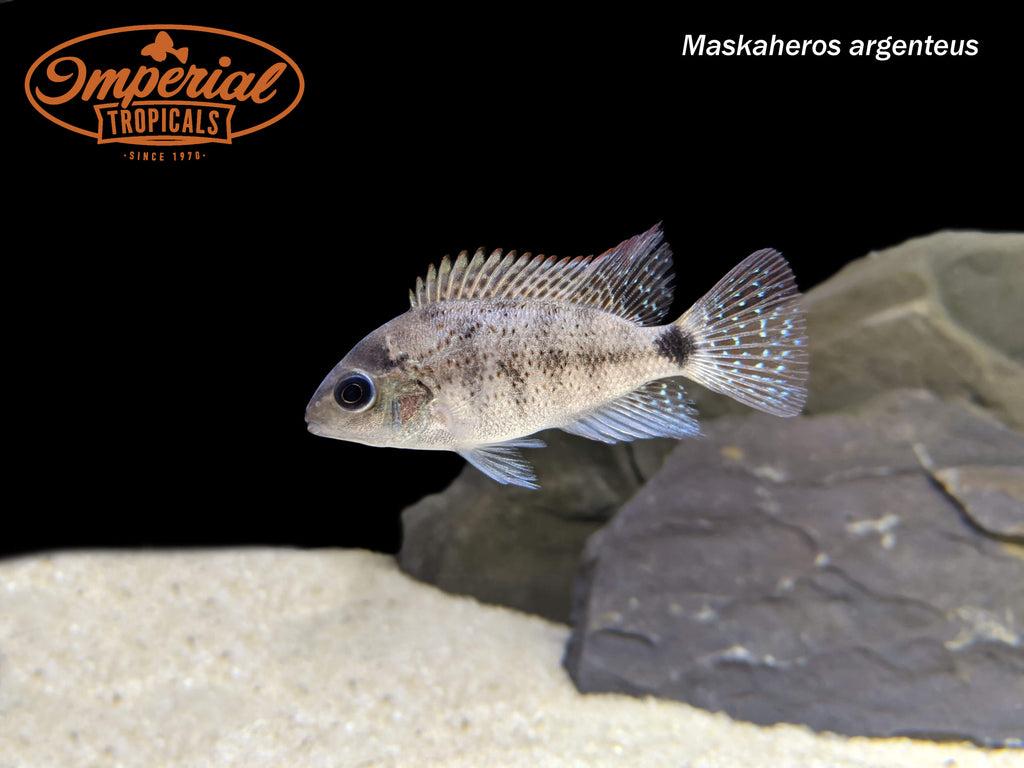 Silver Cichlid (Maskaheros argenteus) – Imperial Tropicals