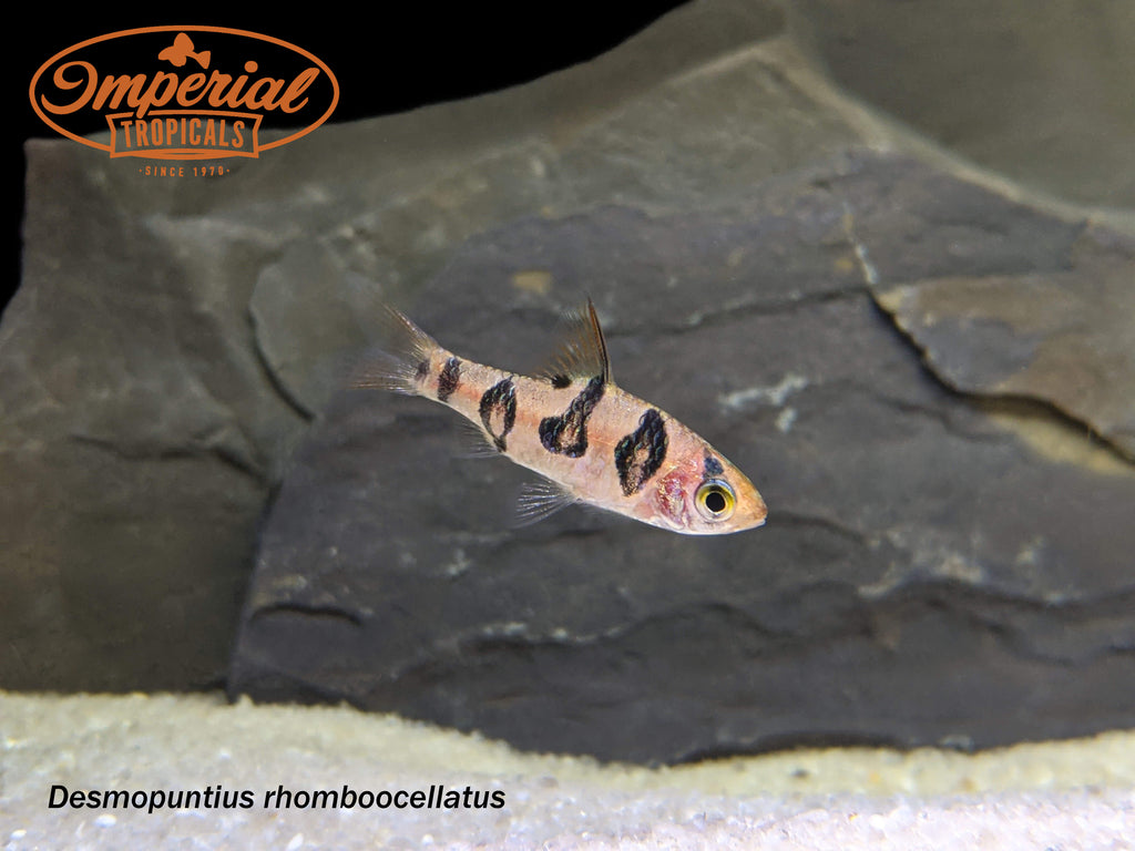 Snakeskin Barb (Desmopuntius rhomboocellatus) – Imperial Tropicals