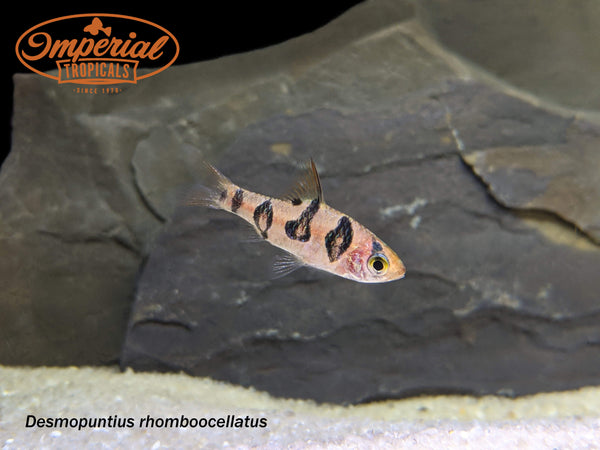 Snakeskin Barb (Desmopuntius rhomboocellatus) – Imperial Tropicals