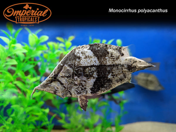 South American Leaf Fish (Monocirrhus polyacanthus – Imperial Tropicals