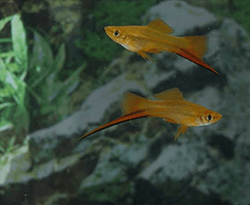 Swordtails – Imperial Tropicals