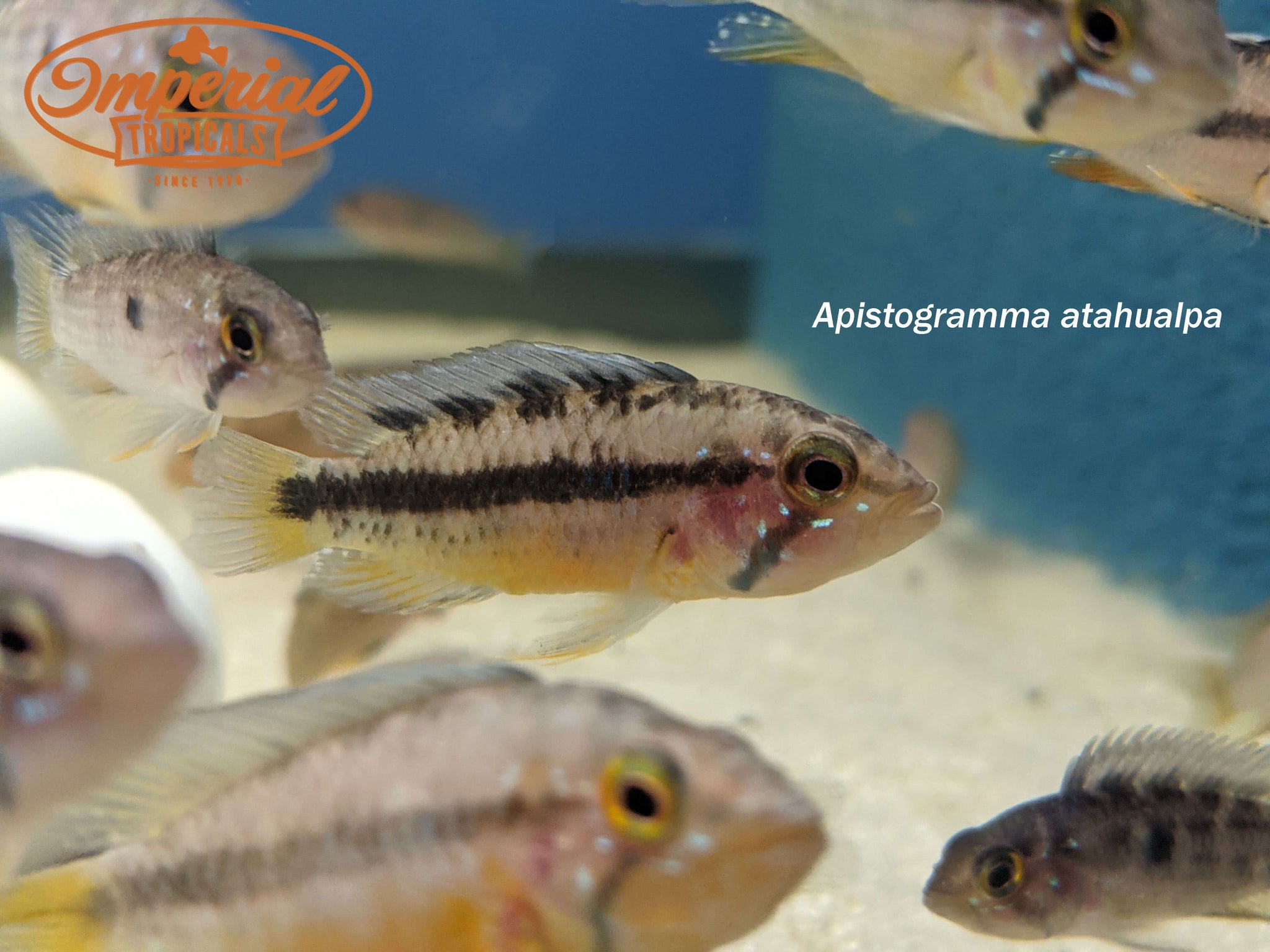 Sunset Apisto (Apistogramma atahualpa) - shop Imperial Tropicals