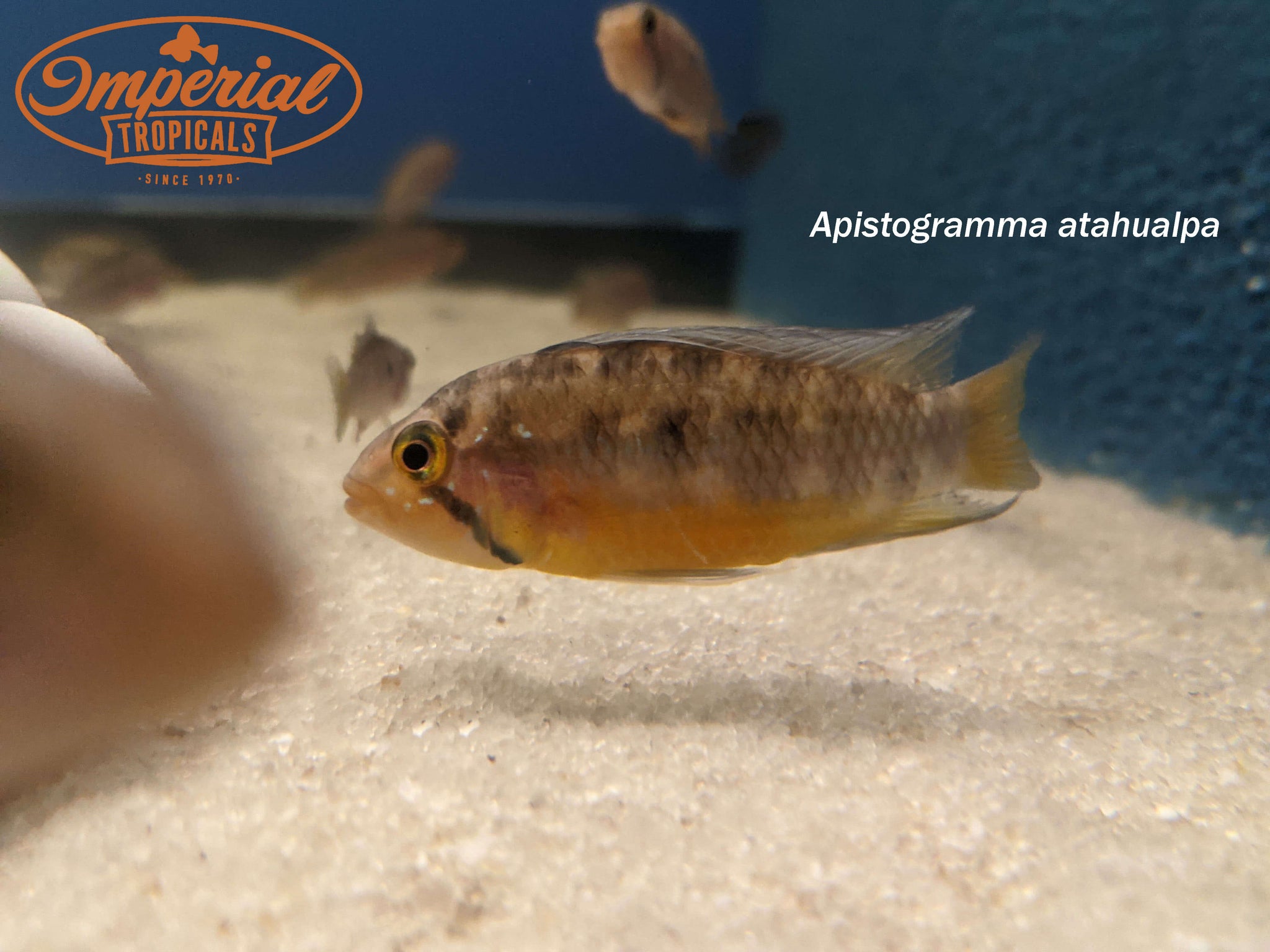 Sunset Apisto (Apistogramma atahualpa) - shop Imperial Tropicals