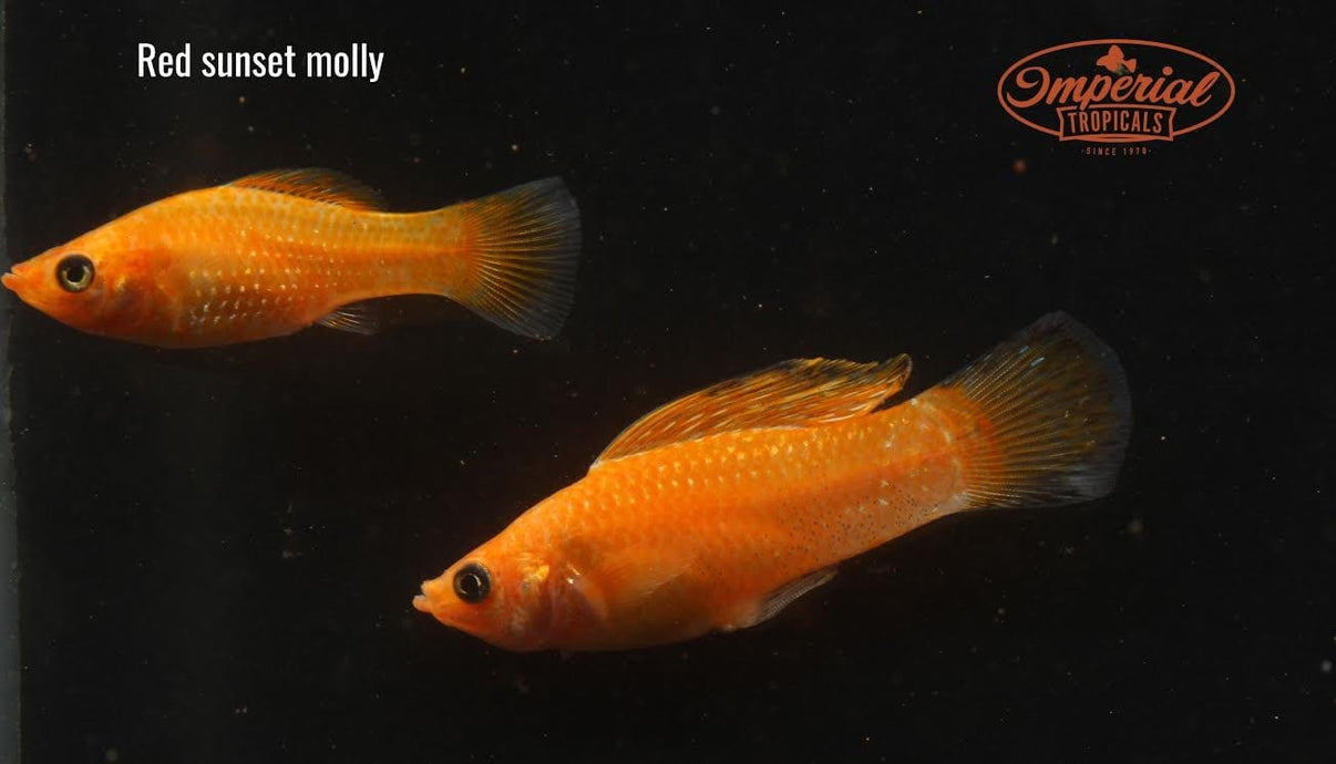 Assorted Molly Package - shop Imperial Tropicals