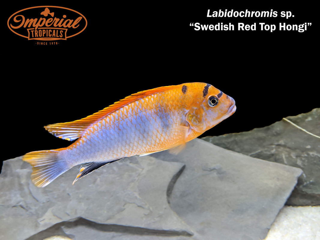Imperial Tropicals - Buy aquarium fish direct from the breeder