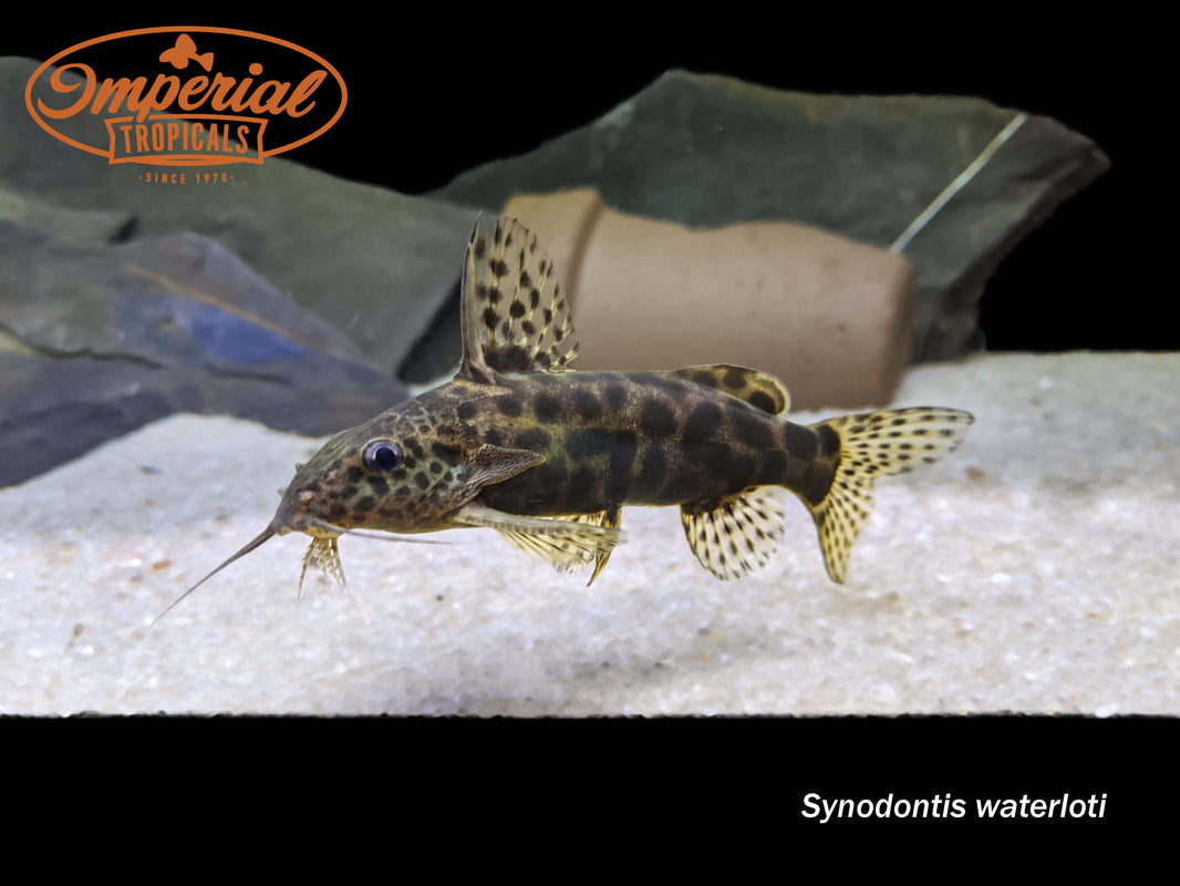 Synodontis – Imperial Tropicals