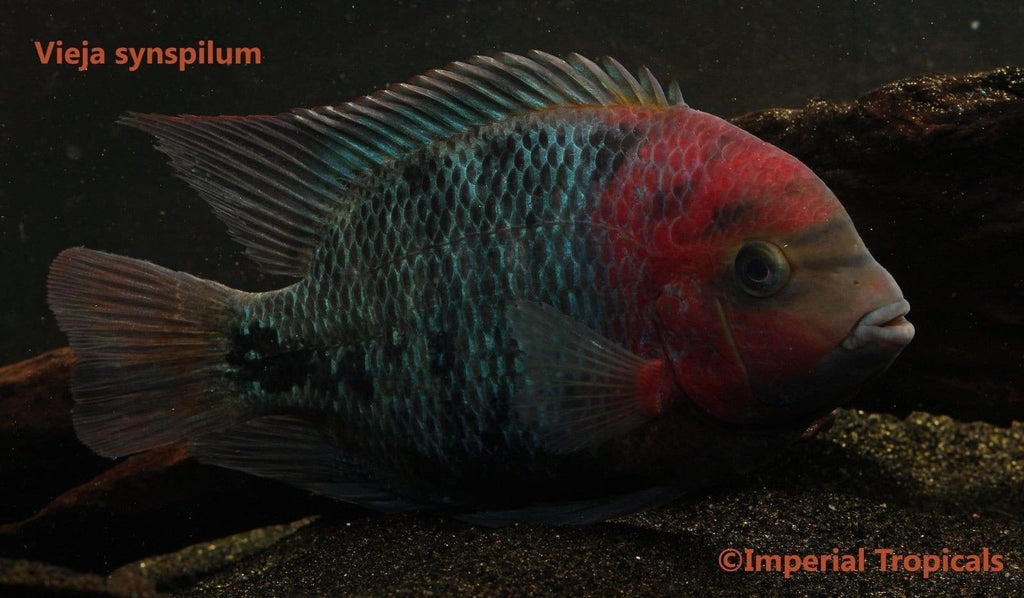 "Synspilum" Cichlid (Vieja melanura) – Imperial Tropicals