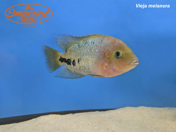 "Synspilum" Cichlid (Vieja melanura) – Imperial Tropicals