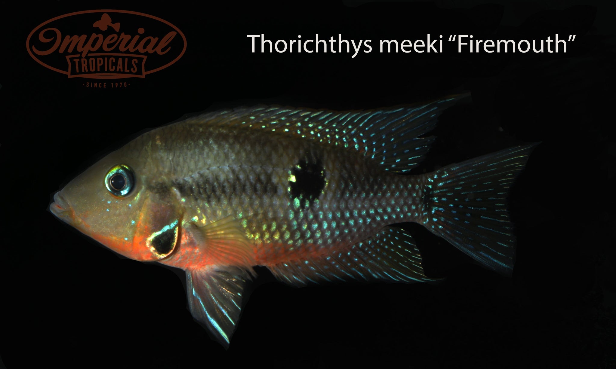 Firemouth Cichlid (Thorichthys meeki) - shop Imperial Tropicals