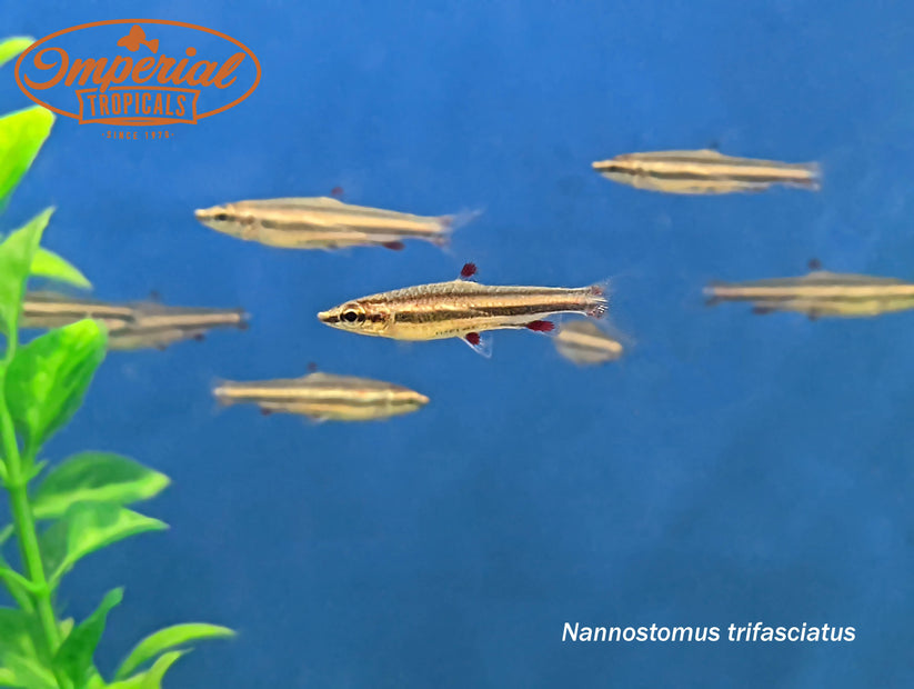 Three Line Pencilfish (Nannostomus trifasciatus) - shop Imperial Tropicals