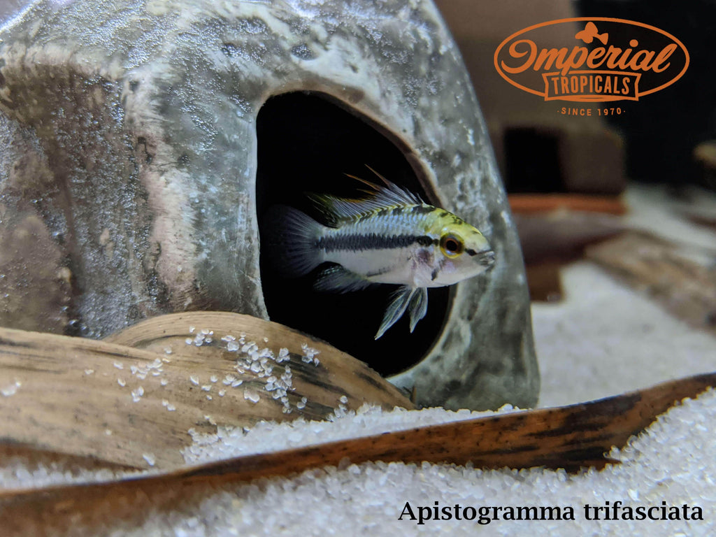 (Apistogramma trifasciata) – Imperial Tropicals