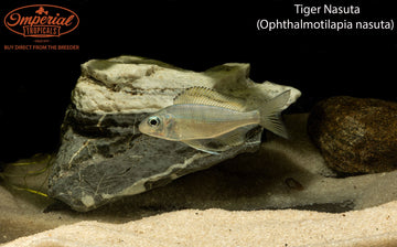 Lake Tanganyika cichlids – Page 2 – Imperial Tropicals