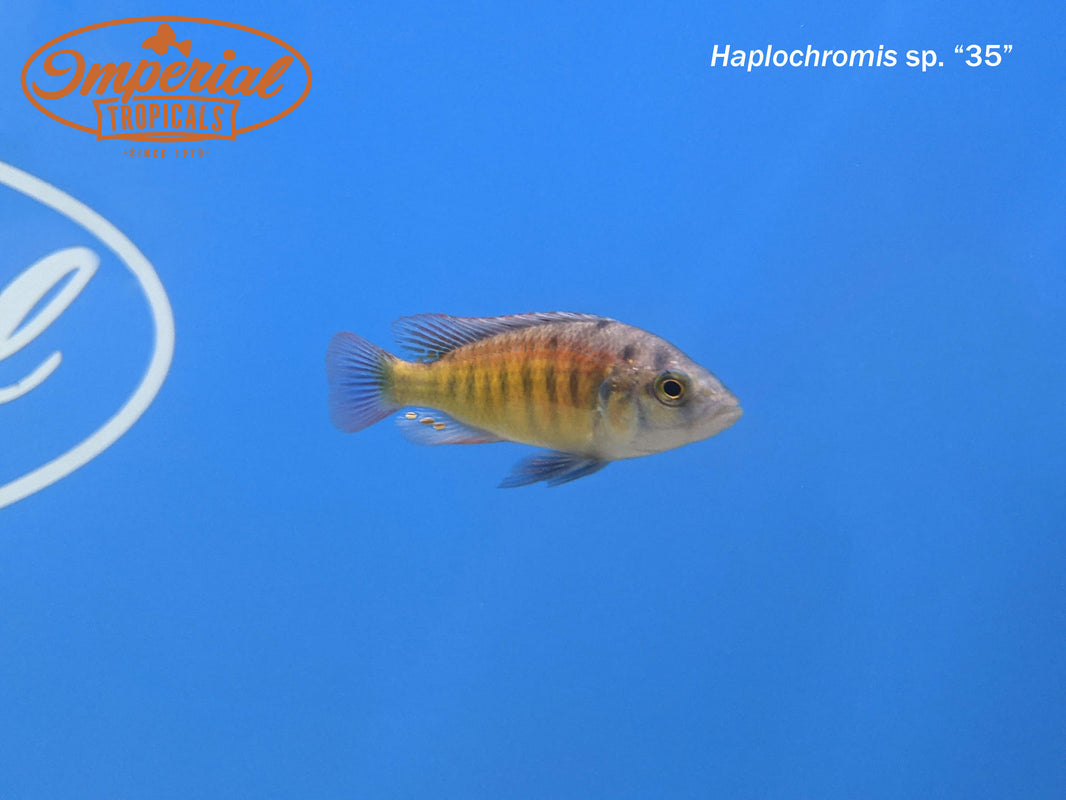 Lake Victoria cichlids – Imperial Tropicals