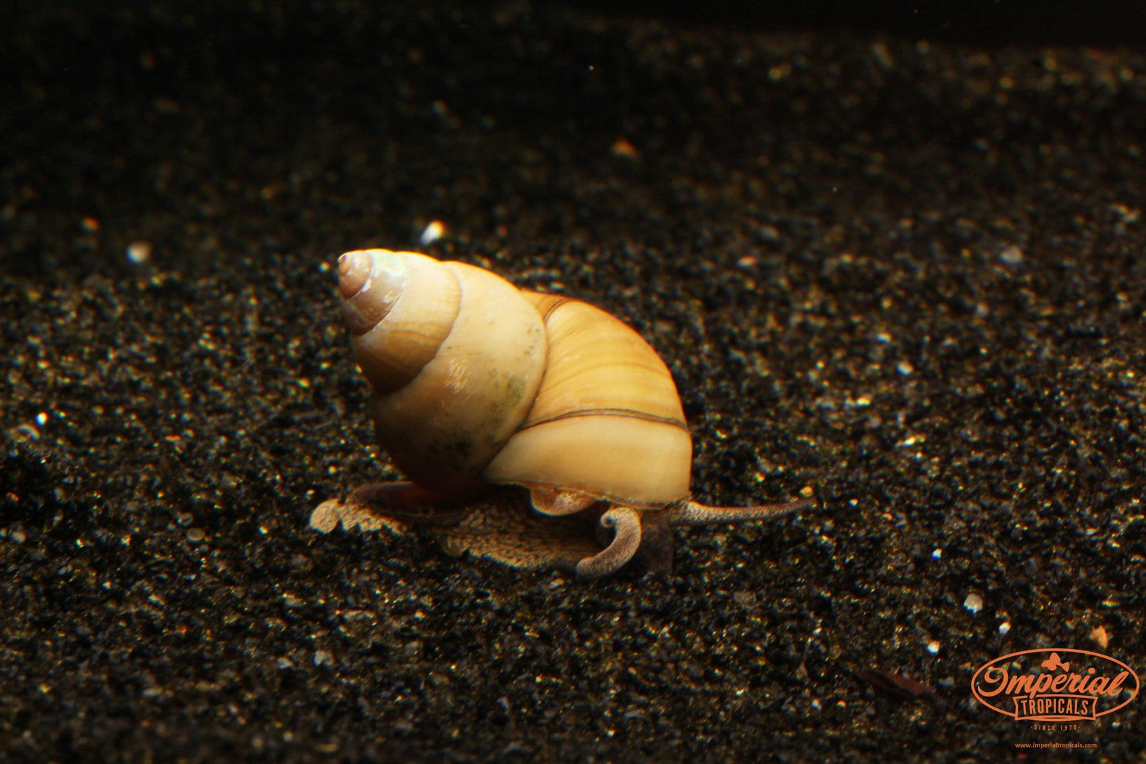 Japanese Trapdoor Snail (Viviparus malleattus) - shop Imperial Tropicals