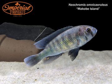 Lake Victoria cichlids – Imperial Tropicals