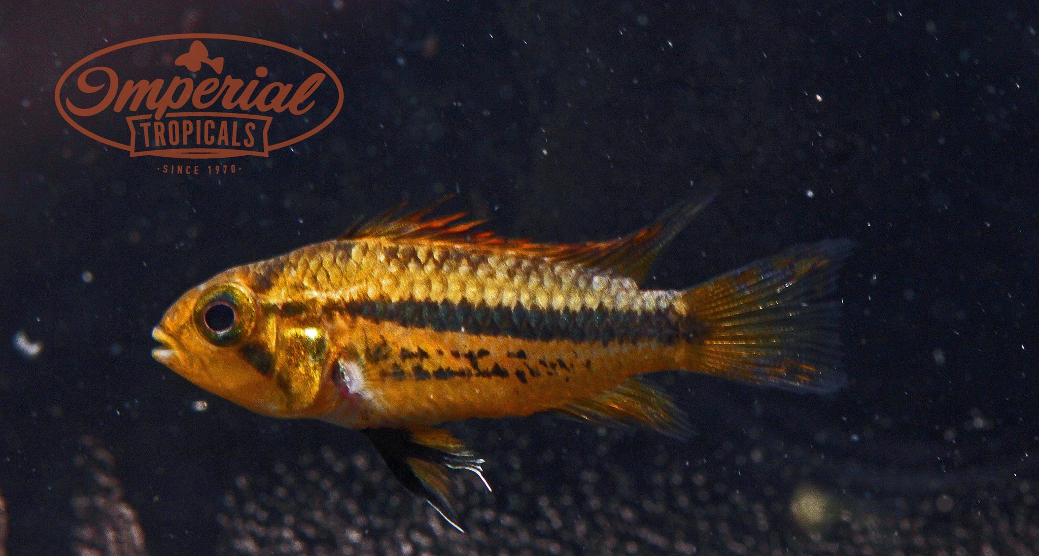 Triple Red Cockatoo (Apistogramma cacatuoides) - shop Imperial Tropicals