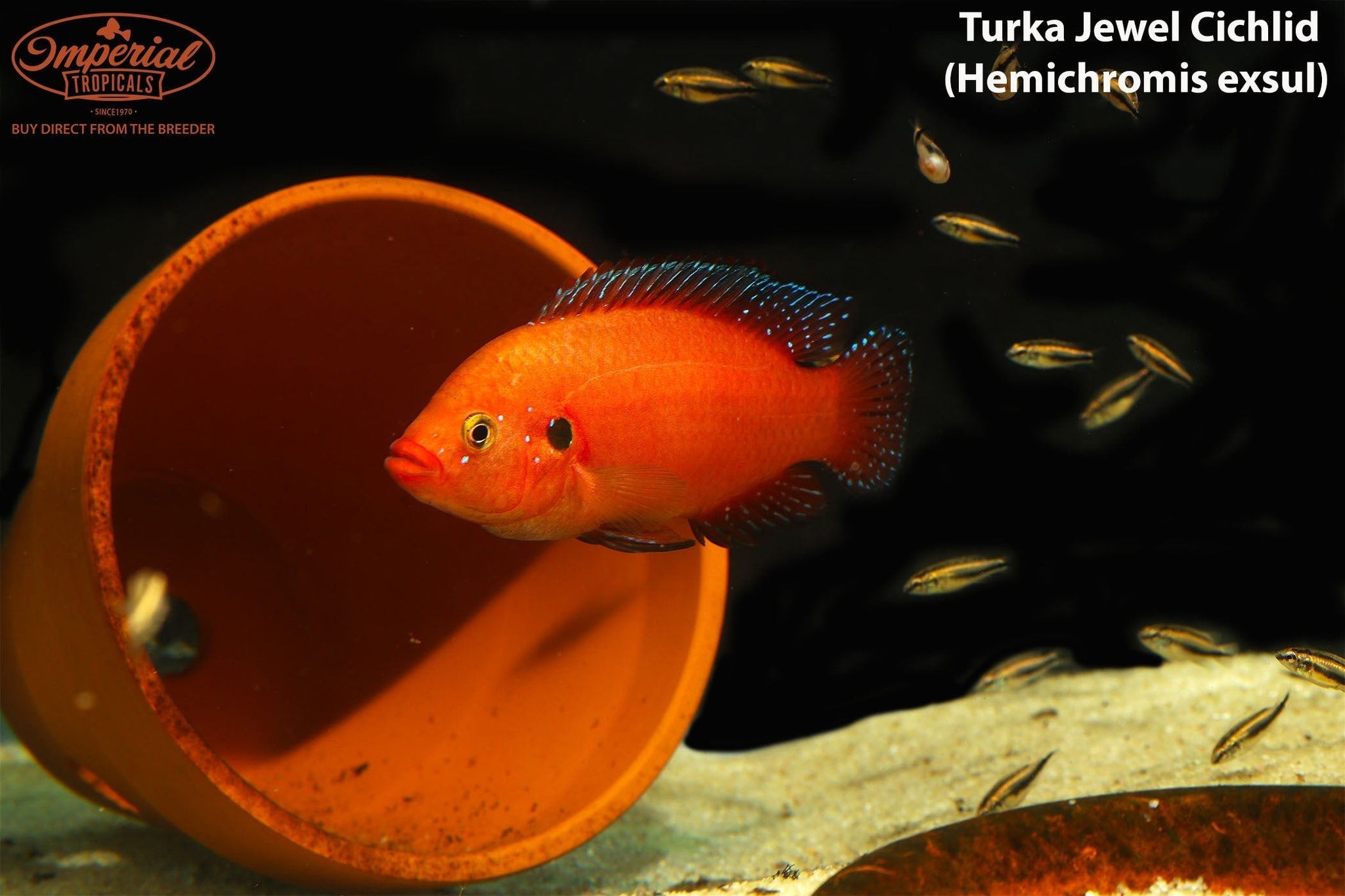 Turkana Jewel Cichlid (Hemichromis exsul) - shop Imperial Tropicals