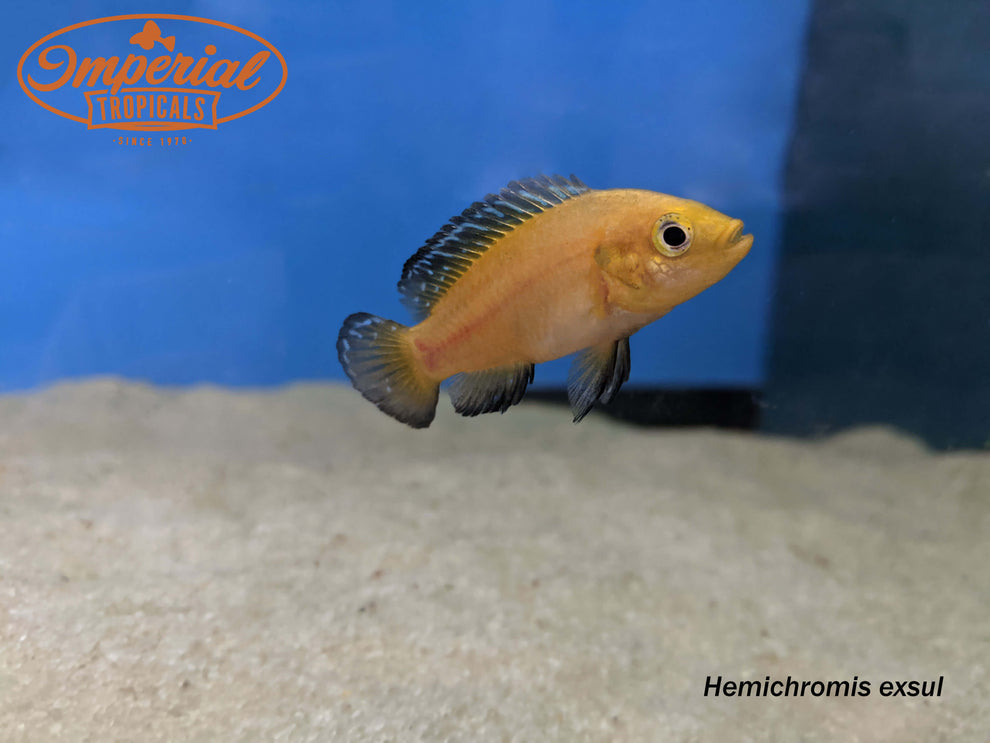Turkana Jewel Cichlid (Hemichromis exsul) - shop Imperial Tropicals