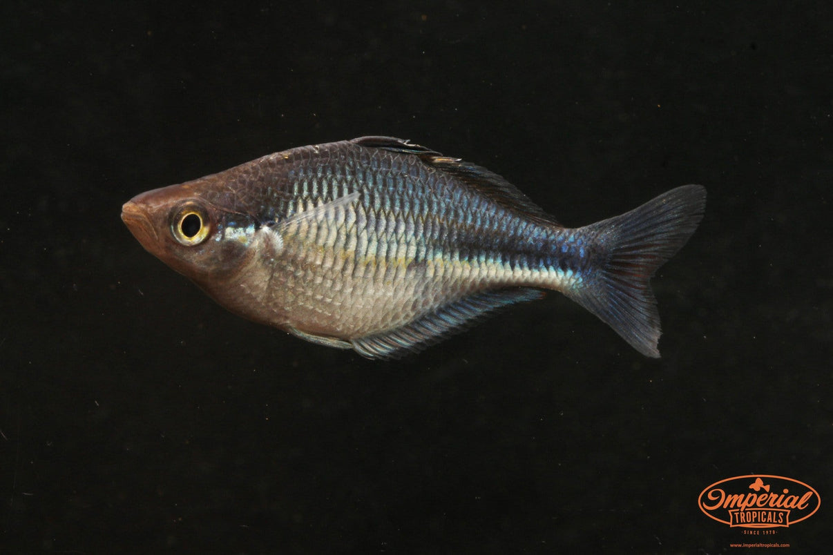 Turquoise Rainbowfish (Melanotaenia lacustris) - shop Imperial Tropicals