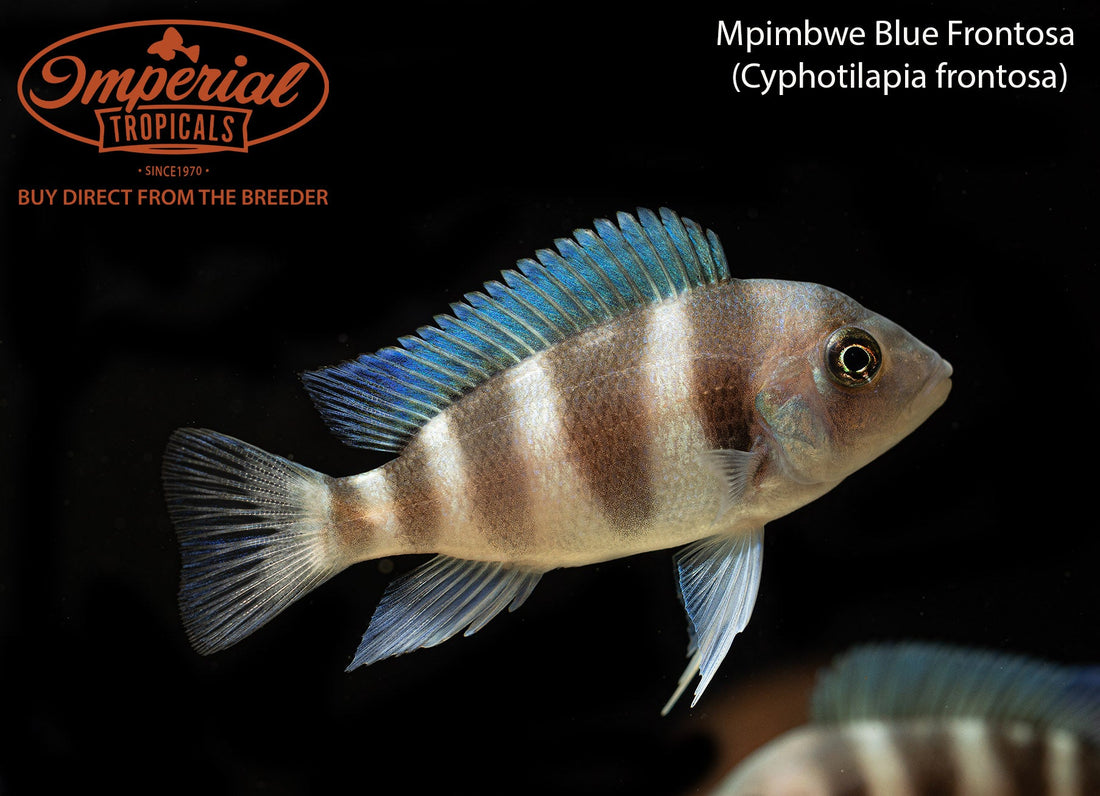 Mpimbwe Blue Frontosa (Cyphotilapia frontosa) - shop Imperial Tropicals