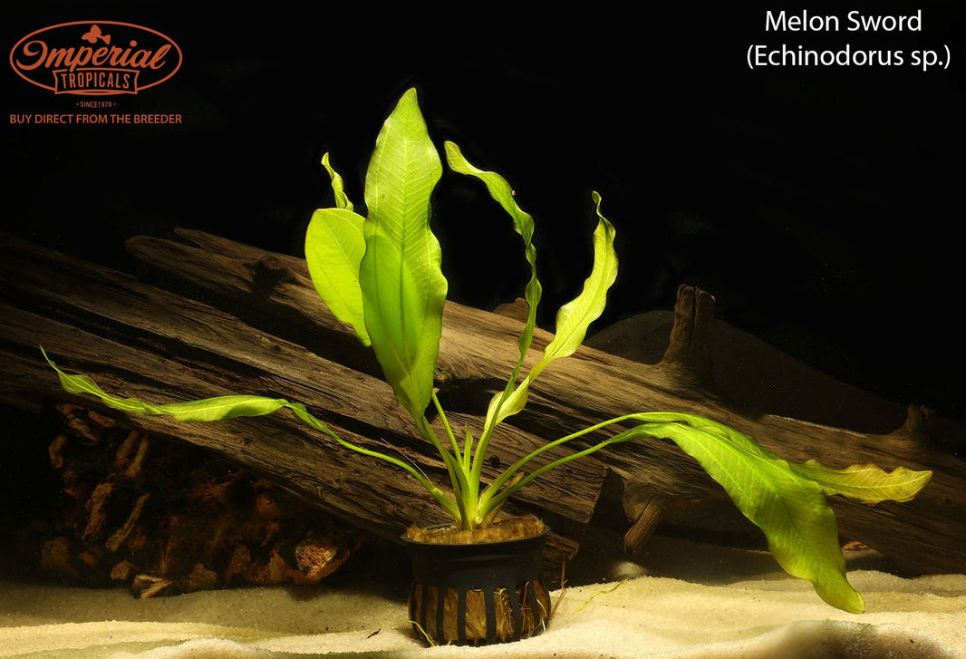 Aquatic plants – Page 2 – Imperial Tropicals