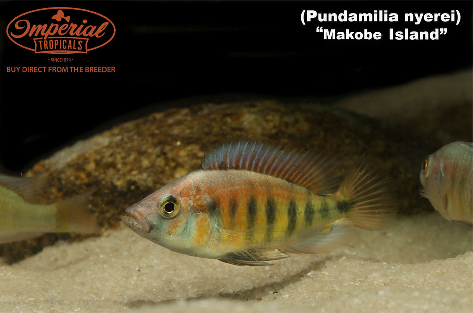 Lake Victoria cichlids – Imperial Tropicals