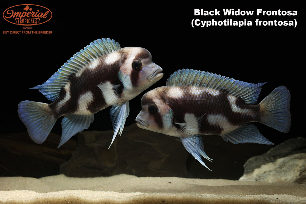 Black Widow Frontosa (Cyphotilapia frontosa) – Imperial Tropicals