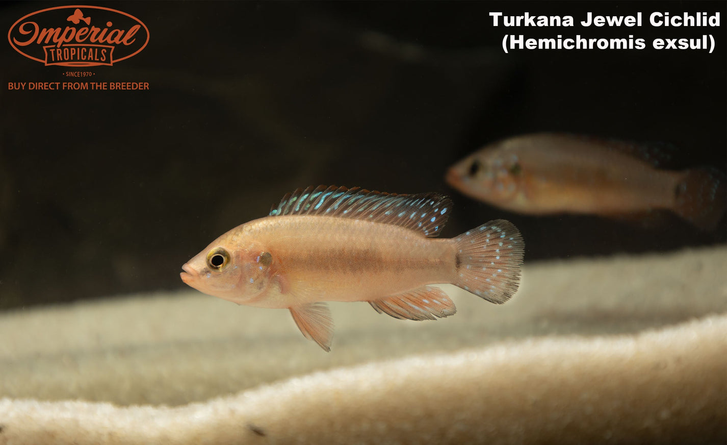 Turkana Jewel Cichlid (Hemichromis exsul) - shop Imperial Tropicals