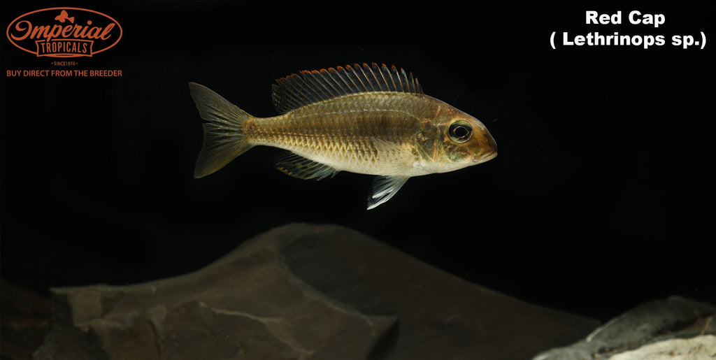 Red Cap (Lethrinops sp.) – Imperial Tropicals