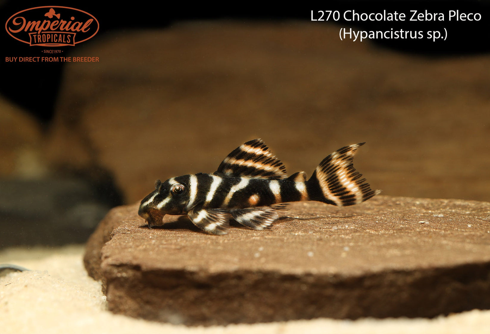 L270 Chocolate Zebra Pleco (Hypancistrus sp.) (Hypancistrus sp ...