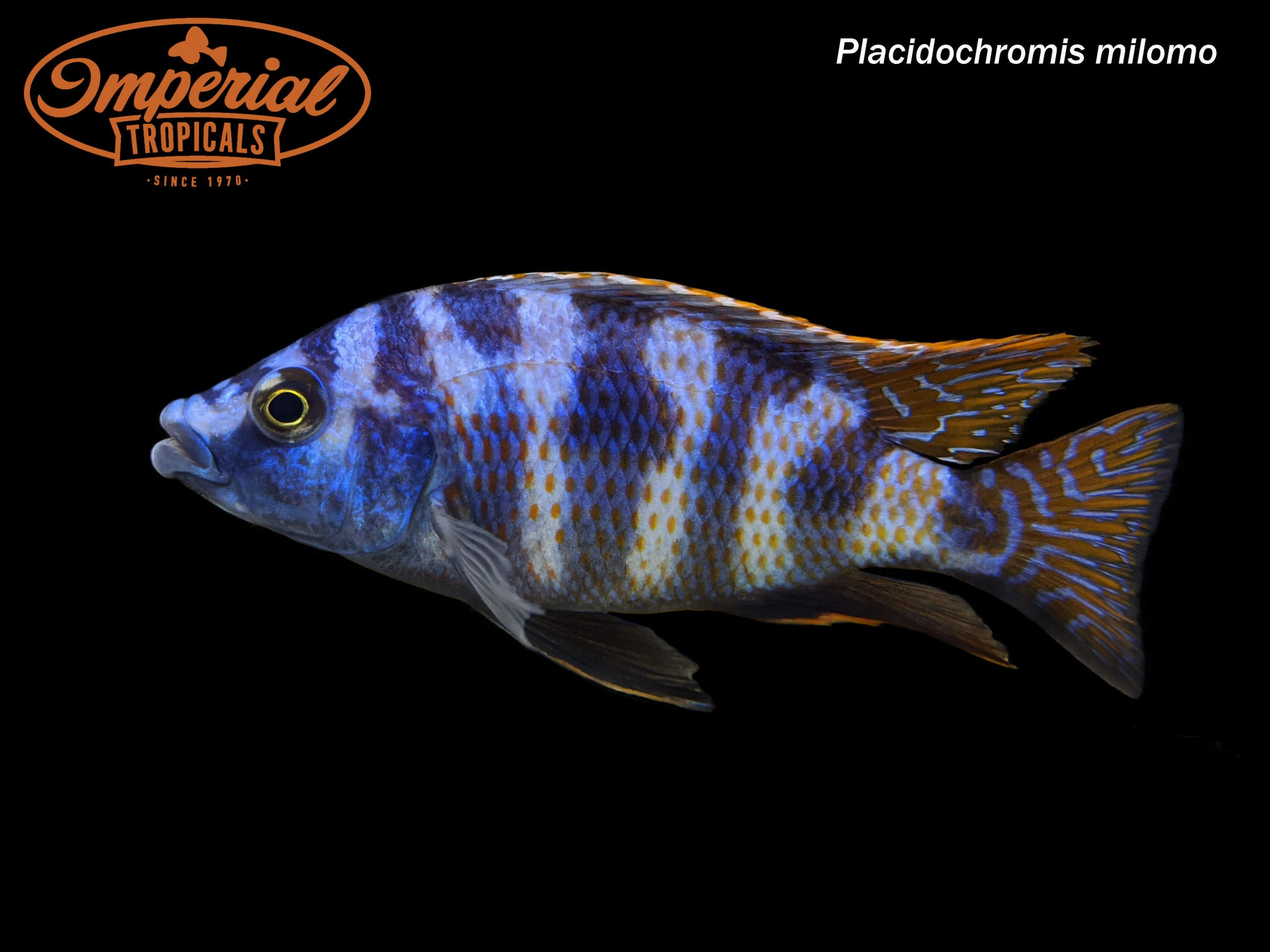 VC-10 (Placidochromis milomo) - shop Imperial Tropicals