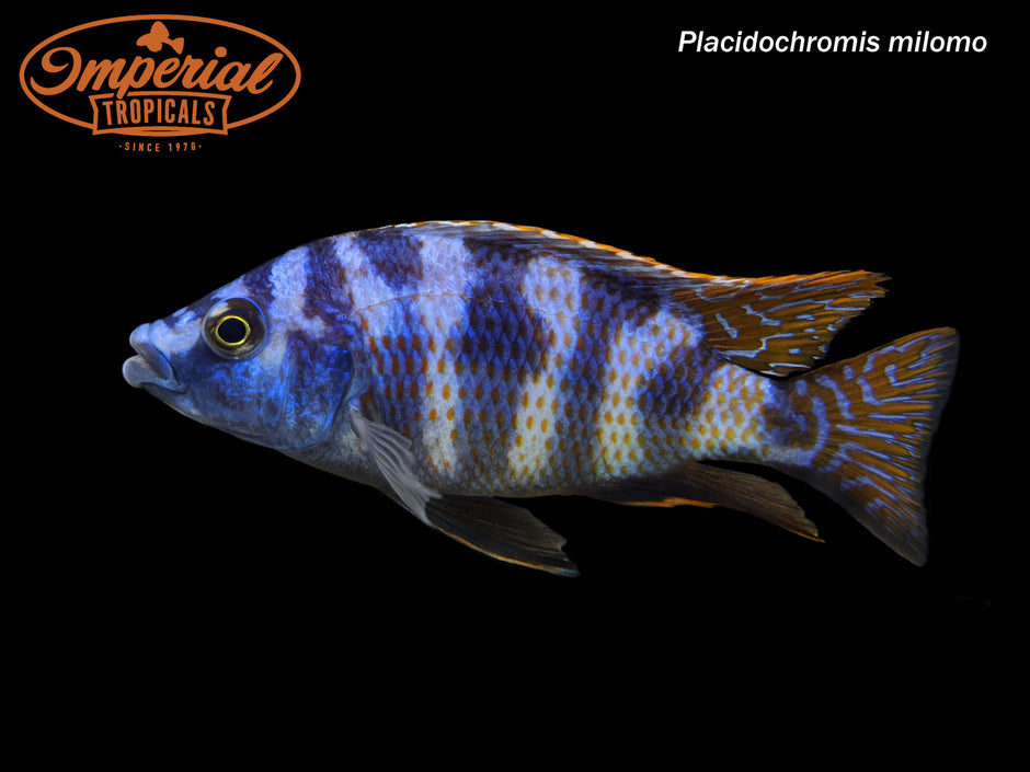 African cichlids – Page 4 – Imperial Tropicals