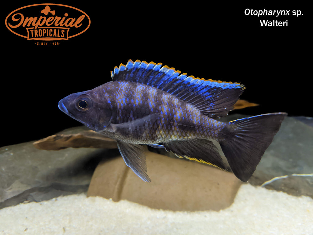 Walteri (Otopharynx sp.) – Imperial Tropicals