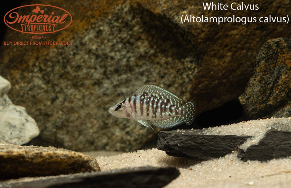 White Calvus (Altolamprologus calvus) - shop Imperial Tropicals
