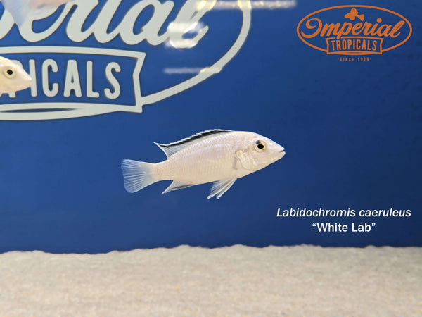 White Lab "Nkhata Bay" Labidochromis caeruleus – Imperial Tropicals