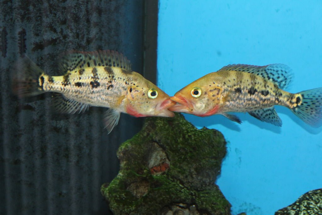 Sieve Cichlid (Chiapaheros grammodes) - shop Imperial Tropicals