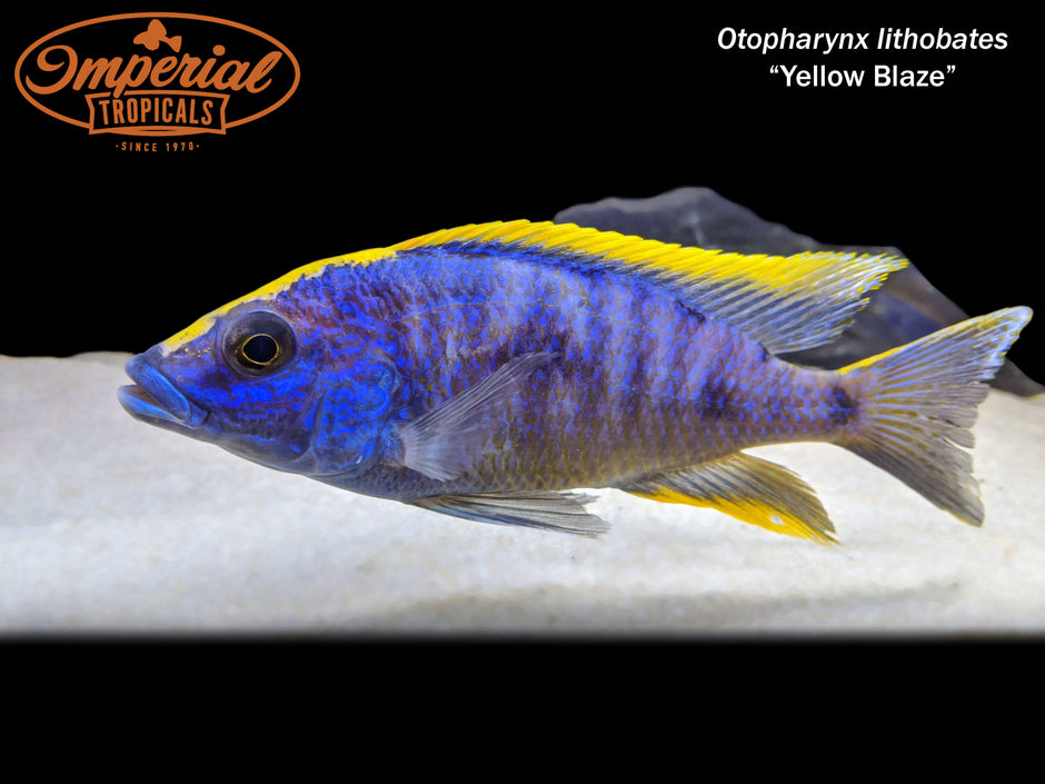 Lake Malawi cichlids – Imperial Tropicals