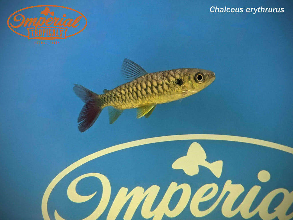 Yellow Fin Chalceus (Chalceus erythrurus) – Imperial Tropicals