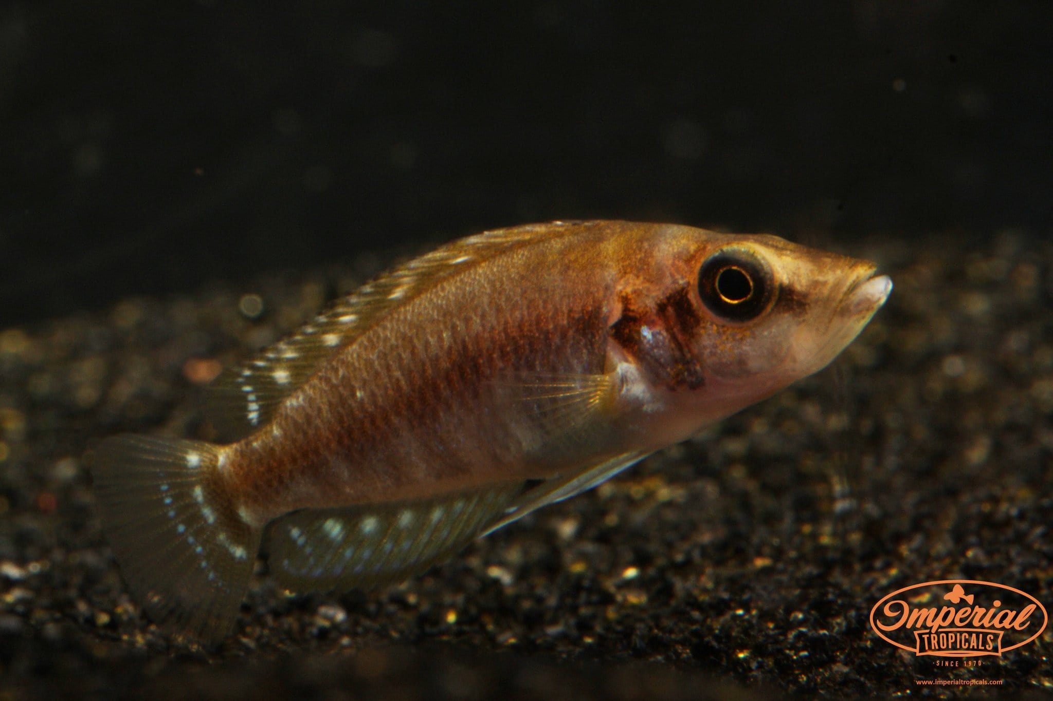 Yellow Calvus (Altolamprologus calvus) - shop Imperial Tropicals