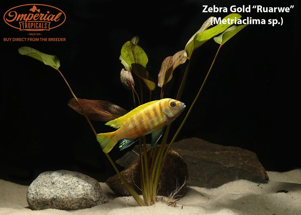 Zebra Gold "Ruarwe" (Metriaclima sp.) – Imperial Tropicals
