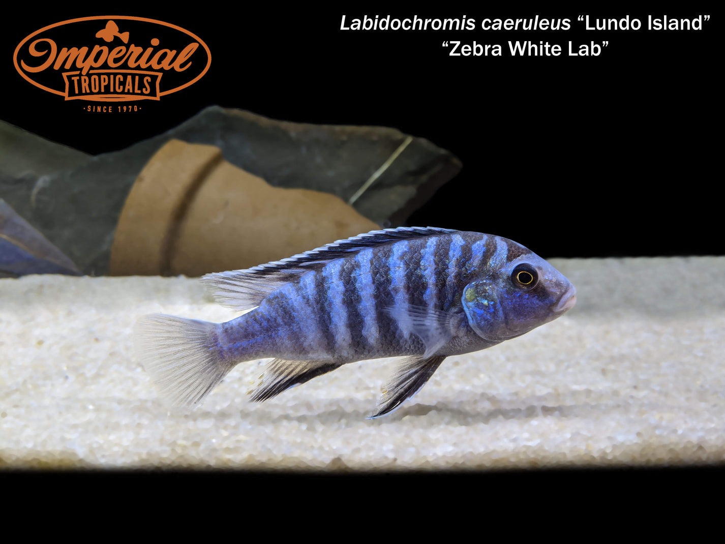 Zebra White Lab Lundo Island (Labidochromis caeruleus) - shop Imperial ...