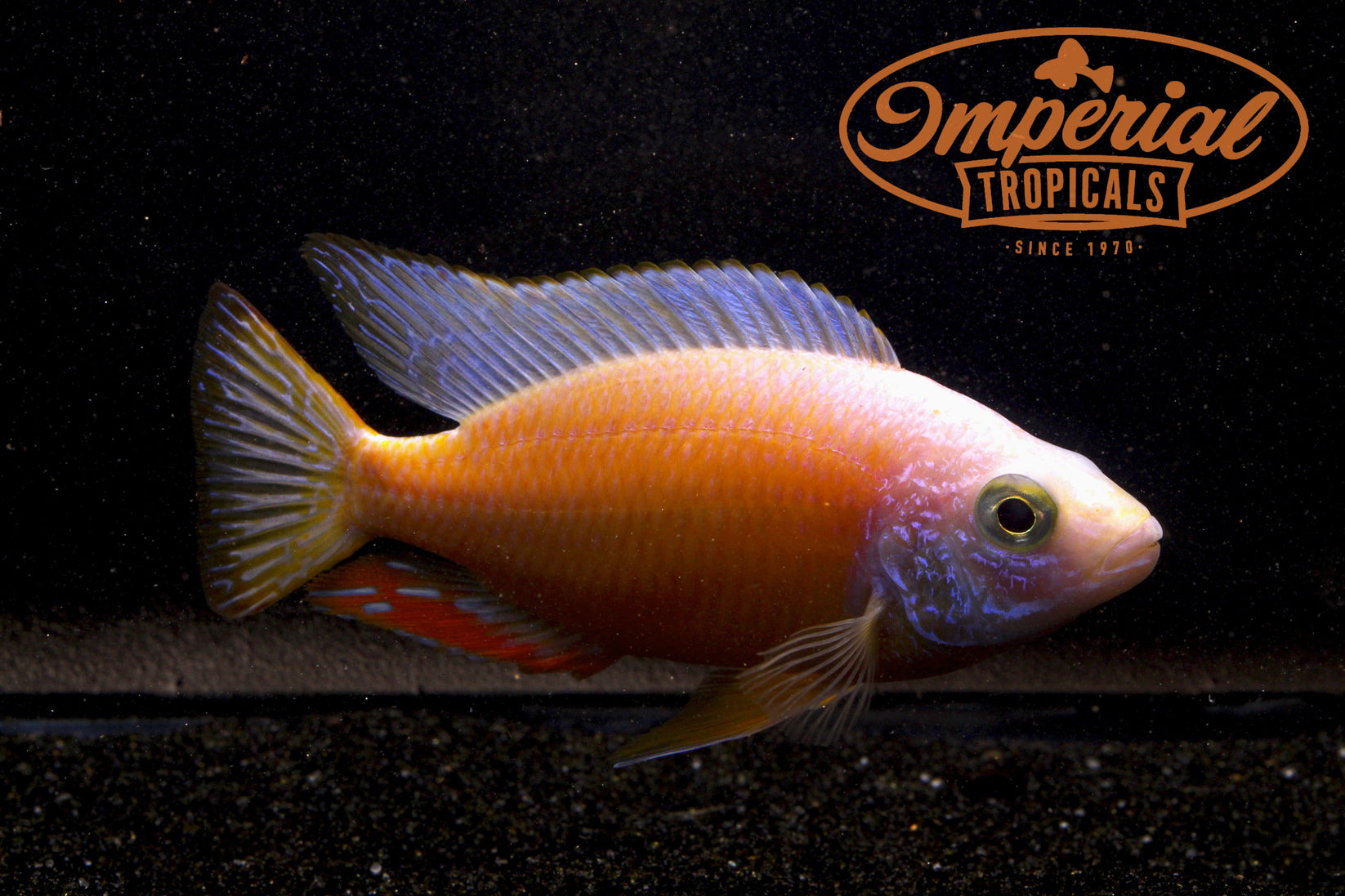 Albino Taiwan Reef (Protomelas sp. Steveni Taiwan) - shop Imperial ...