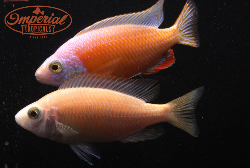 Albino Taiwan Reef (Protomelas sp. Steveni Taiwan) - shop Imperial ...