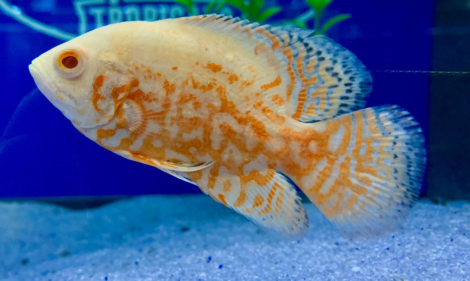 Albino Red Tiger Oscar (Astronotus ocellatus) - shop Imperial Tropicals