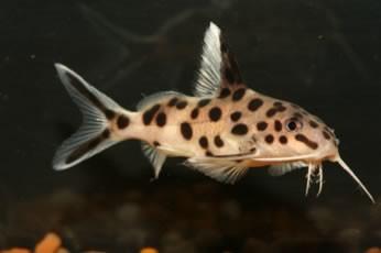 (Synodontis multipunctatus) – Imperial Tropicals