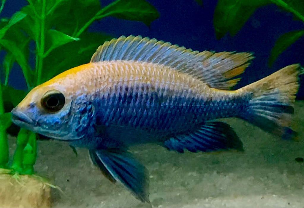 Yellow Blaze Iceberg (Sciaenochromis fryeri) – Imperial Tropicals