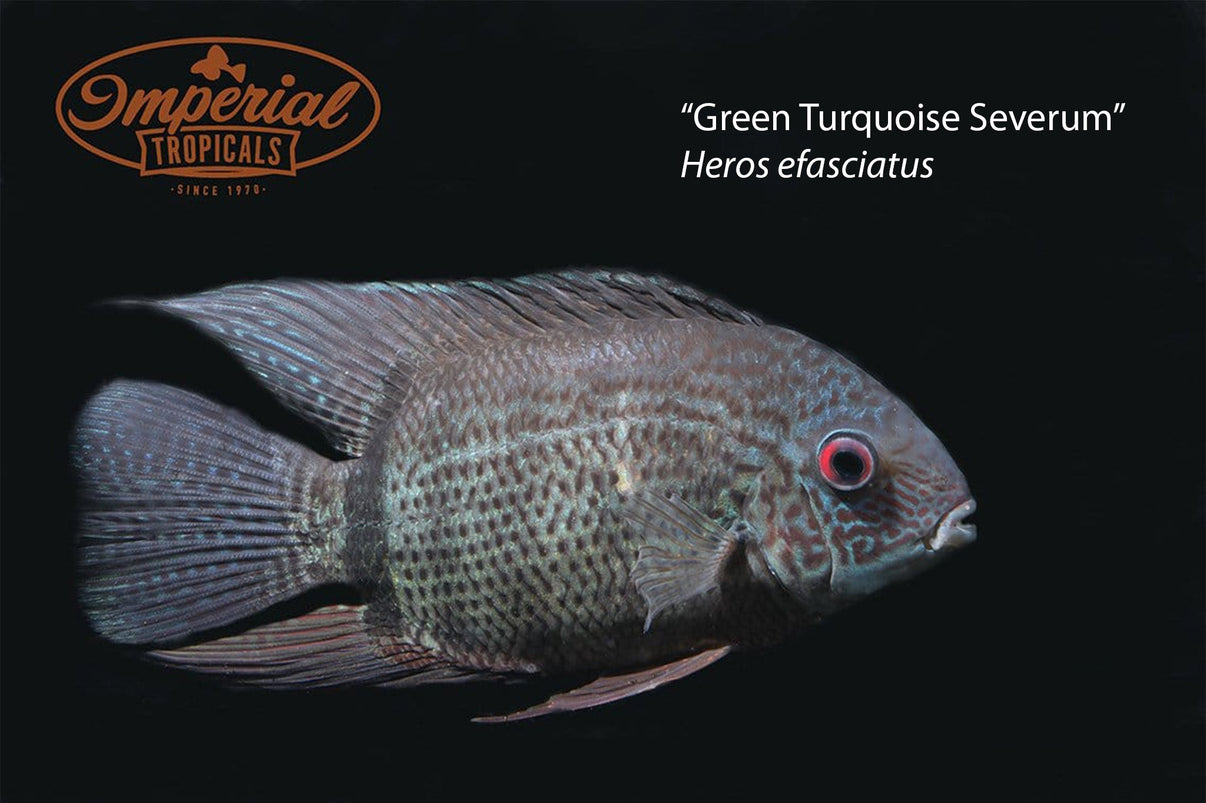 Green Turquoise Severum (Heros efasciatus) - shop Imperial Tropicals